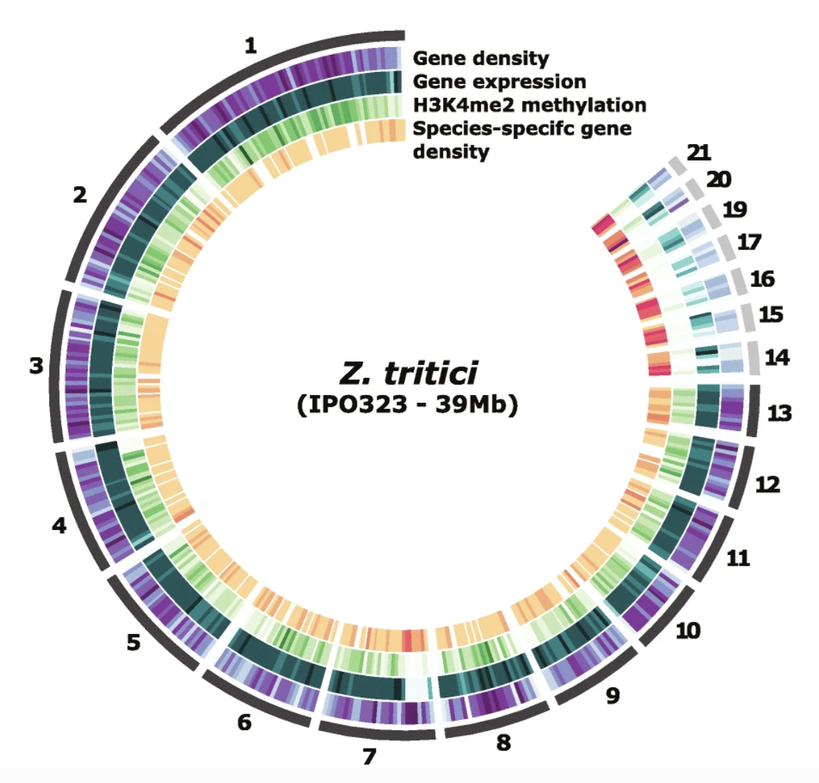 Genomic and epigenomic architecture of a plant pathogen | Alice Feurtey